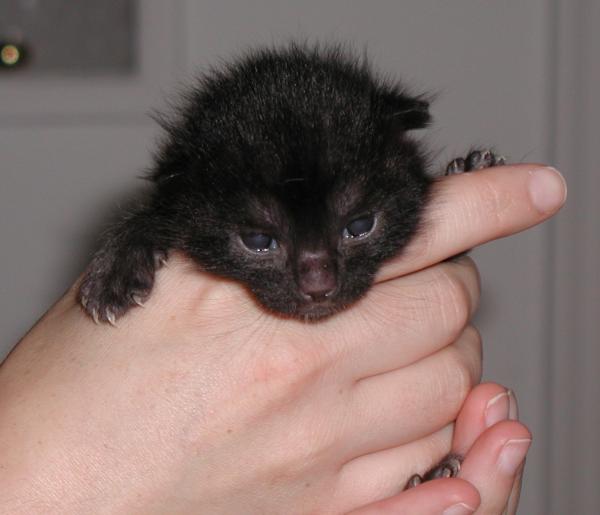 The story of the cat formerly known as “Hoho” | Stumbling Over Chaos