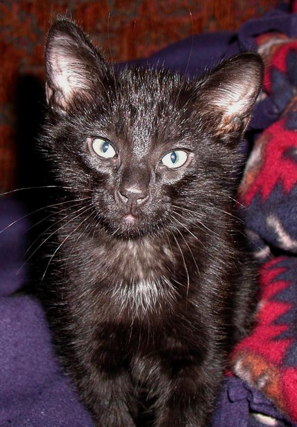 The story of the cat formerly known as “Hoho” | Stumbling Over Chaos