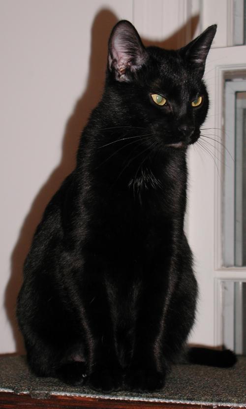 The story of the cat formerly known as “Hoho” | Stumbling Over Chaos