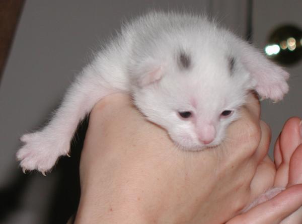 The story of the cat formerly known as “Hoho” | Stumbling Over Chaos